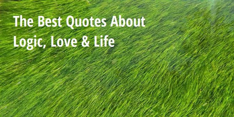 The Best Quotes About Logic, Love & Life - Big Hive Mind